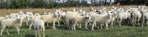Tennessee Sheep Producers Association